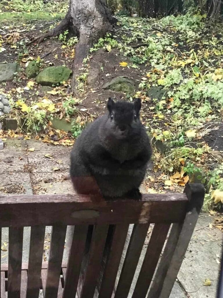 30 Fat Squirrels So Round They’re Practically Basketballs