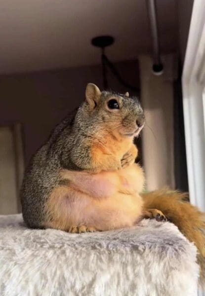 30 Fat Squirrels So Round They’re Practically Basketballs