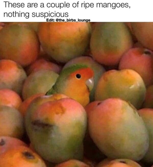 Fruit Memes: 40 Memes So Fresh They Still Have Stickers