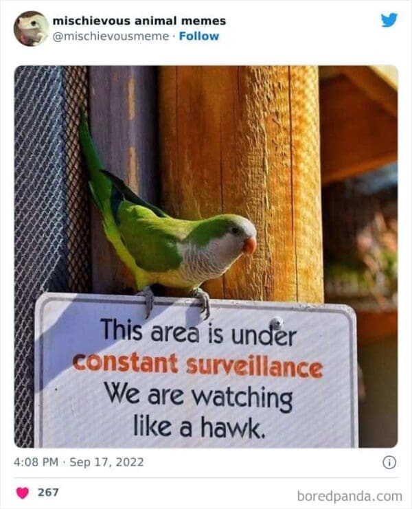 Funny Animal Memes: 40 Times Pets & Animals Made Us Laugh