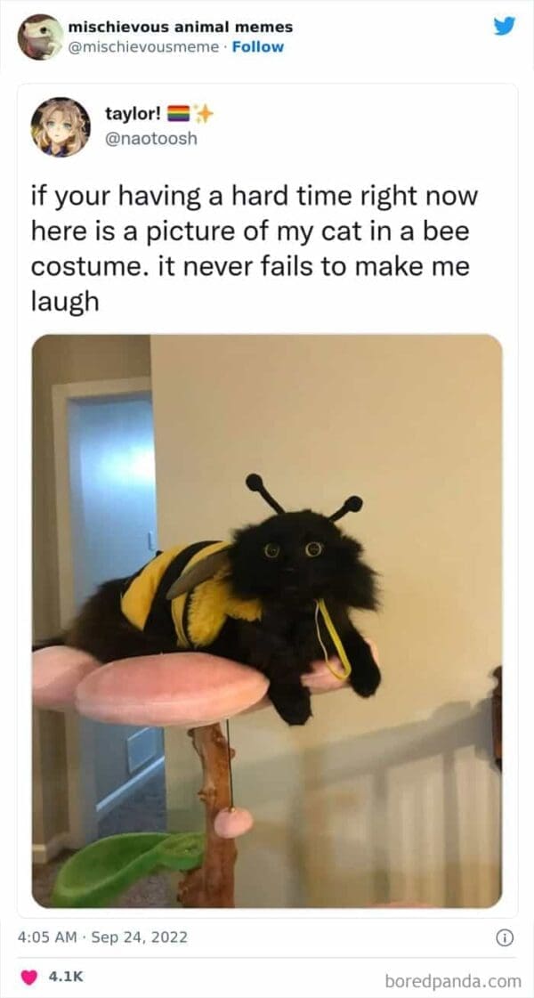Funny Animal Memes: 40 Times Pets & Animals Made Us Laugh