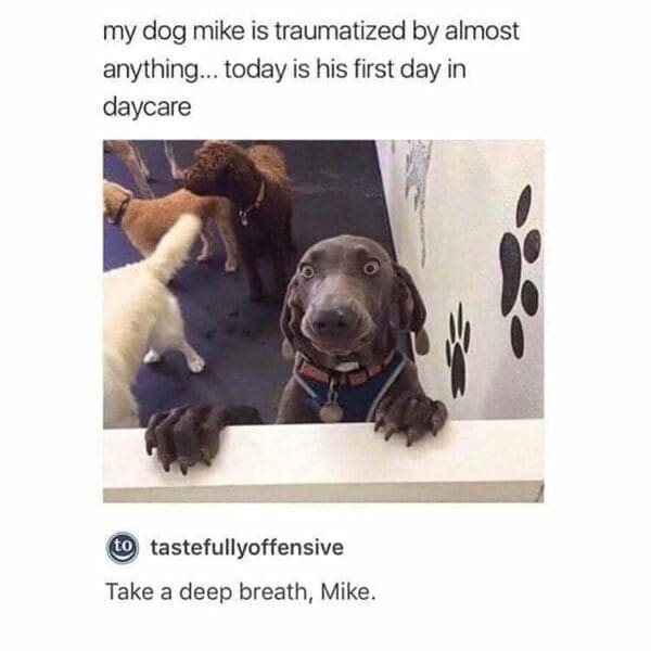 Funny Animal Memes: 40 Times Pets & Animals Made Us Laugh