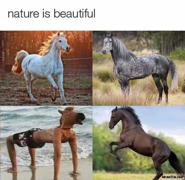 Horse Memes: 40 Memes For The Horse Girls & Boys
