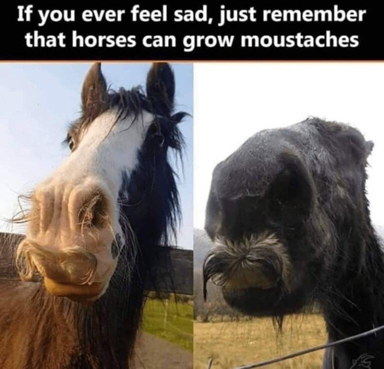 Horse Memes: 40 Memes For The Horse Girls & Boys