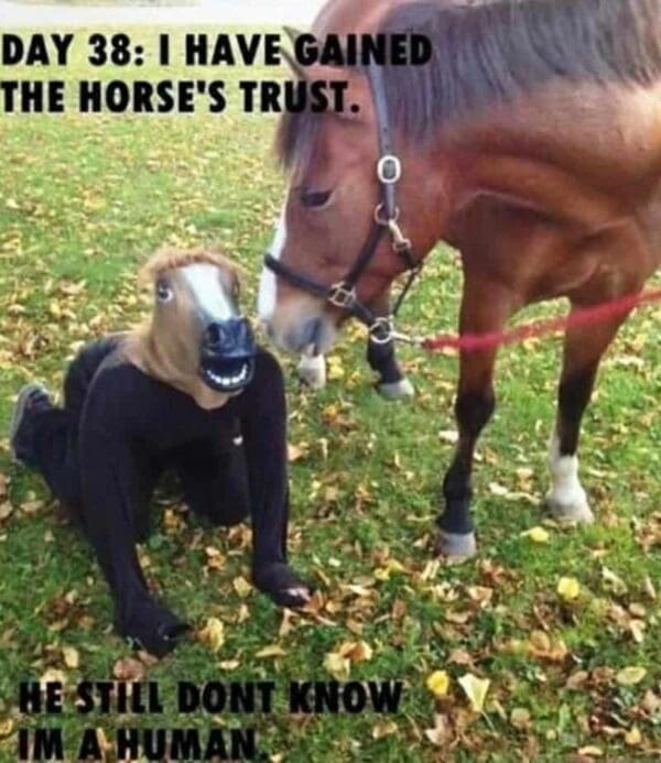 Horse Memes: 40 Memes For The Horse Girls & Boys
