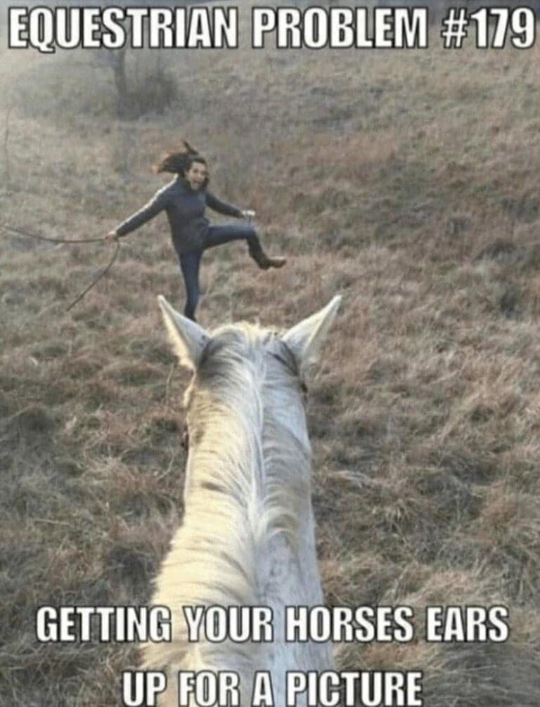 Horse Memes: 40 Memes For The Horse Girls & Boys