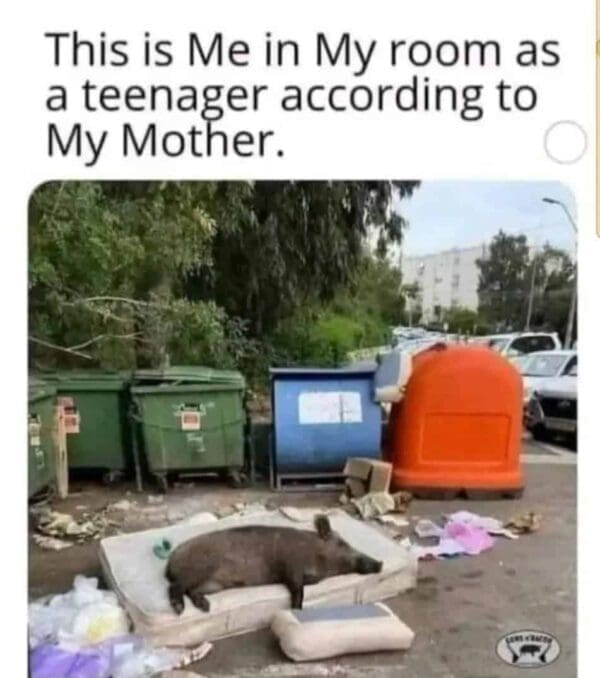 Pig Memes: 35 Memes From The Trough