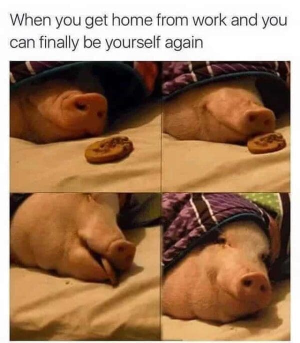 Pig Memes: 35 Memes From The Trough