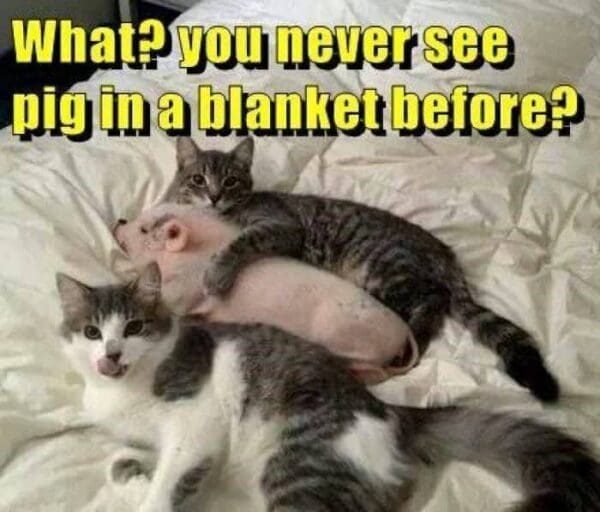 Pig Memes: 35 Memes From The Trough