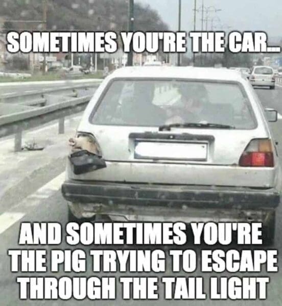 Pig Memes: 35 Memes From The Trough