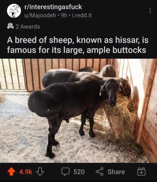 16 Hilarious Sheep Memes Proving Ewe Were Right to Scroll