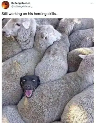 16 Hilarious Sheep Memes Proving Ewe Were Right to Scroll