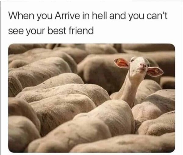 16 Hilarious Sheep Memes Proving Ewe Were Right to Scroll