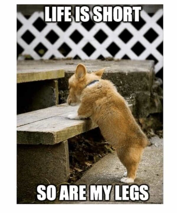 42 Short Memes for the Short Kings and Queens That Prove Good Things ...