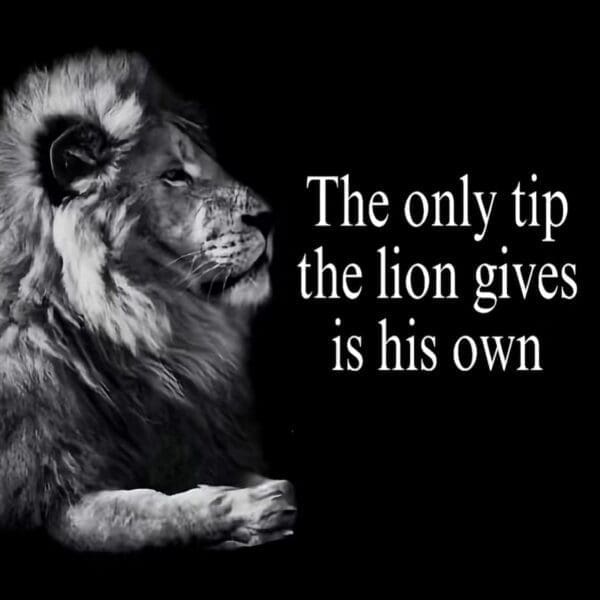 The Lion Memes: 19 Times The Lion Did Not Concern Himself