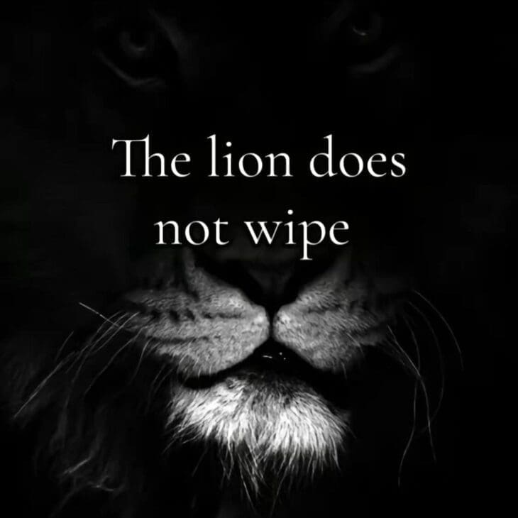 The Lion Memes: 19 Times The Lion Did Not Concern Himself