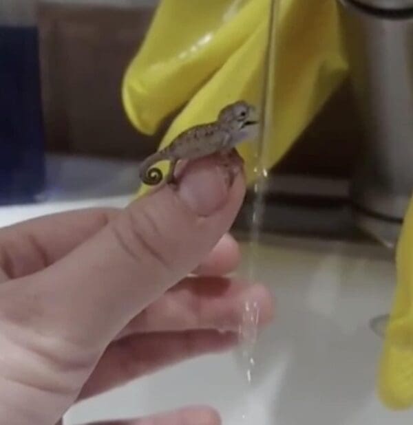 Tiny Animals: 37 Insanely Small Critters (Cuteness Alert)