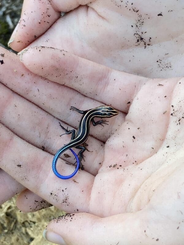 Tiny Animals: 37 Insanely Small Critters (Cuteness Alert)