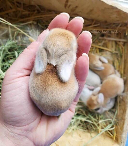 Tiny Animals: 37 Insanely Small Critters (Cuteness Alert)