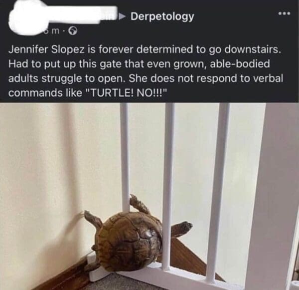 Turtle Memes: 45 Memes With Slow Pace, Fast Punchlines