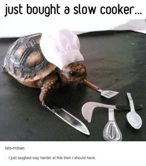 Turtle Memes: 45 Memes With Slow Pace, Fast Punchlines