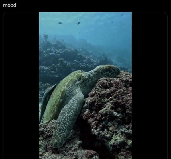 Turtle Memes: 45 Memes With Slow Pace, Fast Punchlines