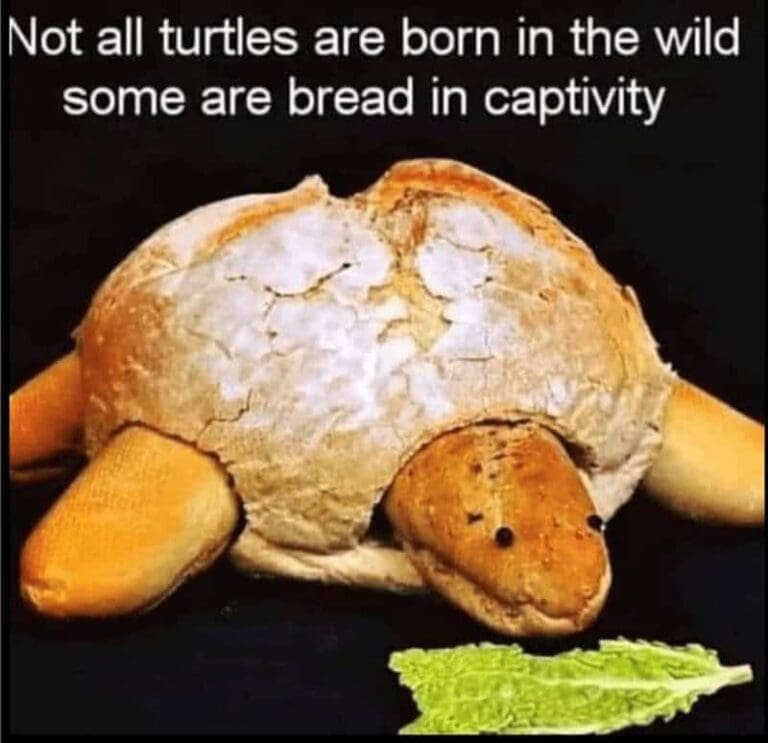 Turtle Memes: 45 Memes With Slow Pace, Fast Punchlines