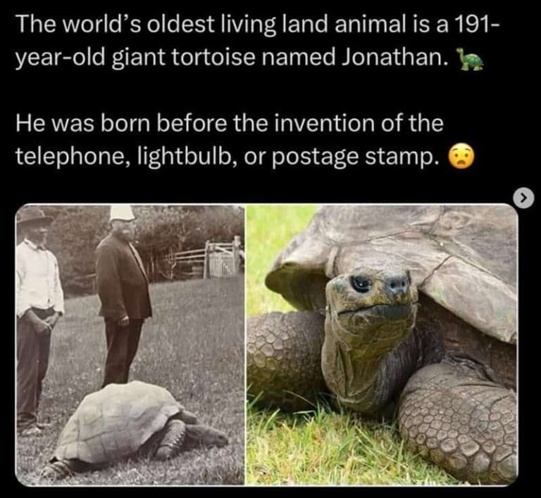 Turtle Memes: 45 Memes With Slow Pace, Fast Punchlines
