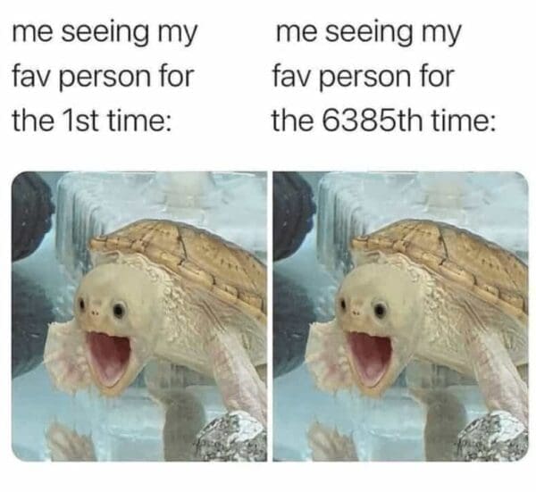 Turtle Memes: 45 Memes With Slow Pace, Fast Punchlines