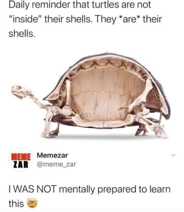 Turtle Memes: 45 Memes With Slow Pace, Fast Punchlines