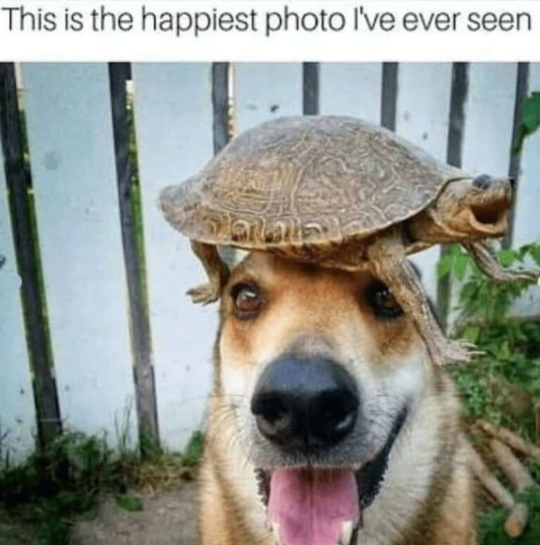 Turtle Memes: 45 Memes With Slow Pace, Fast Punchlines