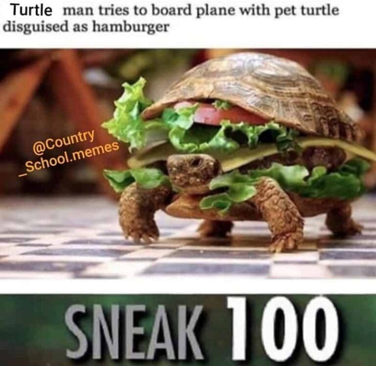 Turtle Memes: 45 Memes With Slow Pace, Fast Punchlines