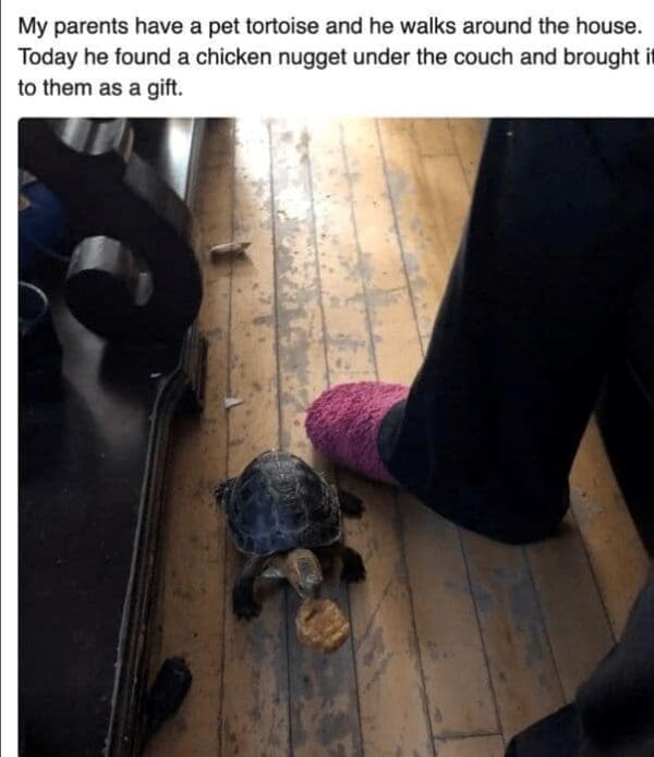 Turtle Memes: 45 Memes With Slow Pace, Fast Punchlines