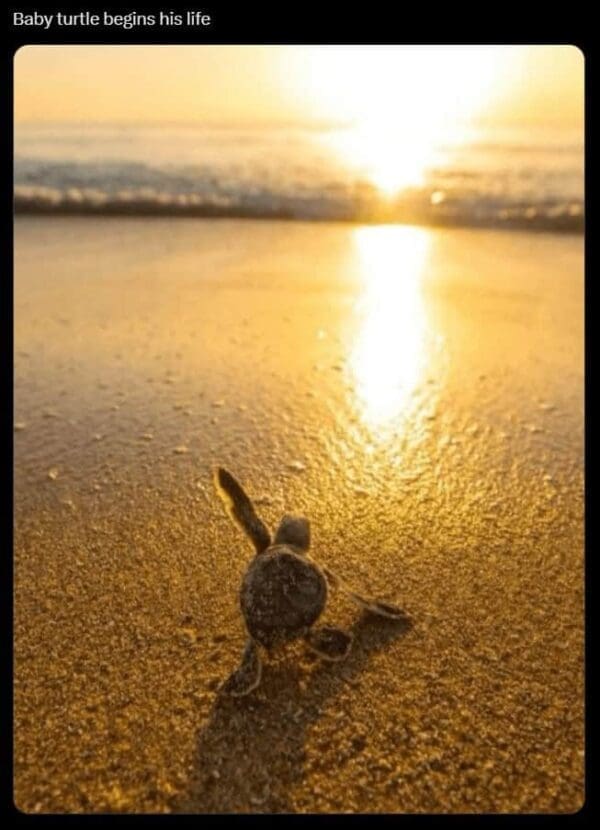 Turtle Memes: 45 Memes With Slow Pace, Fast Punchlines