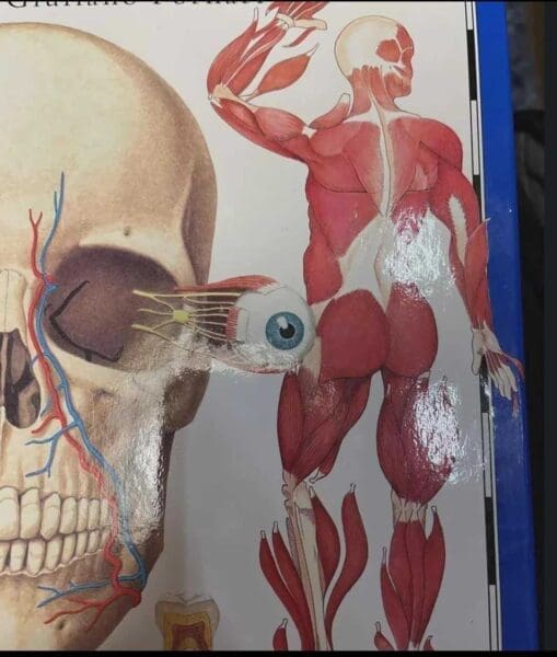 Blursed Images: 45 Pics That Bless and Curse in One Glance