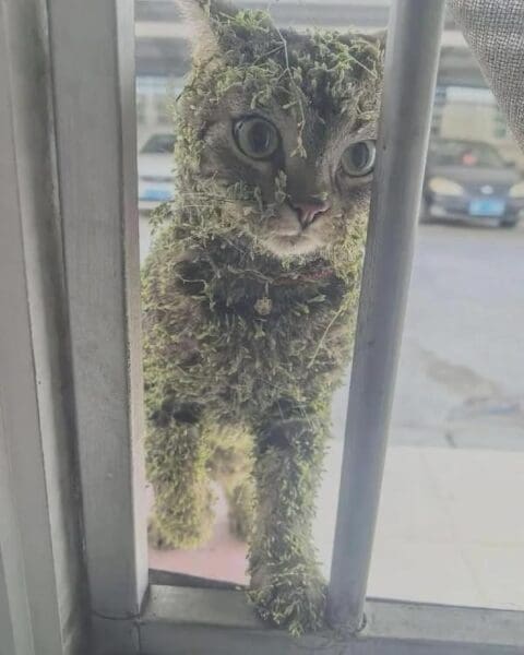 35 Cursed Photos Straight from the Internet’s Darkest Corners