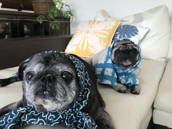 33 Photos Proving Old Pugs Are the Elderly Statesmen of Cuteness