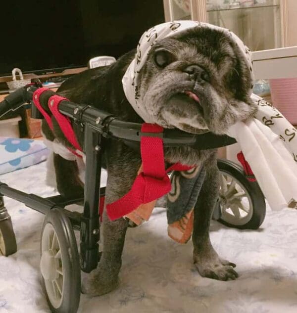 33 Photos Proving Old Pugs Are the Elderly Statesmen of Cuteness