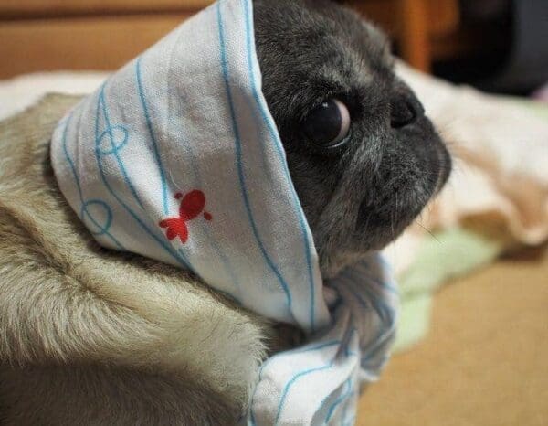 33 Photos Proving Old Pugs Are the Elderly Statesmen of Cuteness