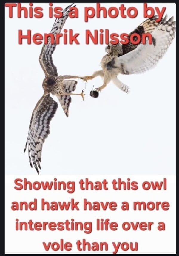 Owl Memes: 32 Feather-Fluffed Laughs for Night Birds