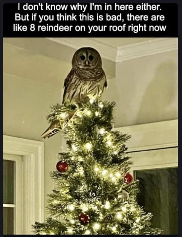 Owl Memes: 32 Feather-Fluffed Laughs for Night Birds