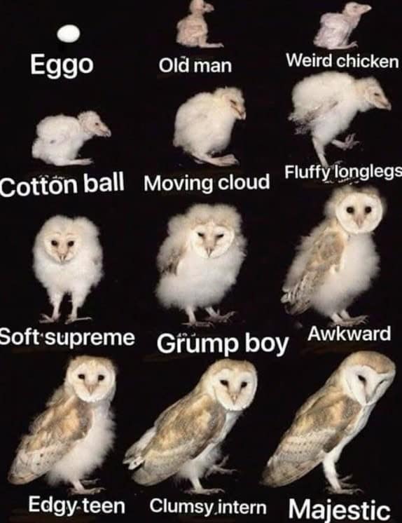 Owl Memes: 32 Feather-Fluffed Laughs for Night Birds