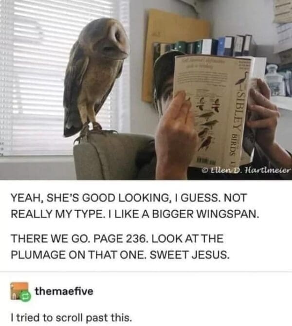 Owl Memes: 32 Feather-Fluffed Laughs for Night Birds