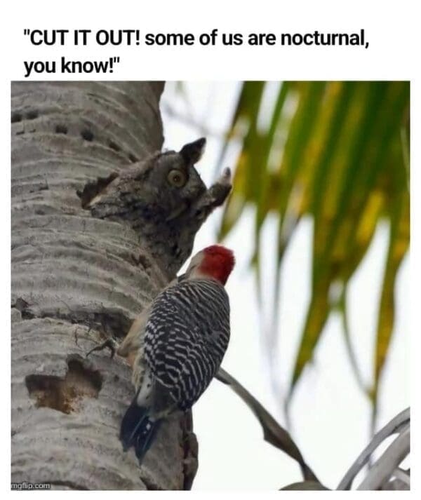 Owl Memes: 32 Feather-Fluffed Laughs for Night Birds