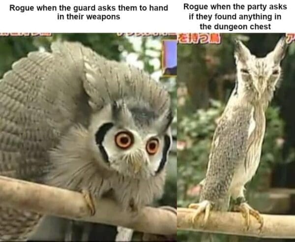 Owl Memes: 32 Feather-Fluffed Laughs for Night Birds