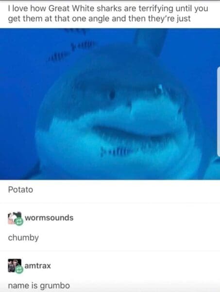 Shark Memes: 34 Fins, Grins, and Sudden Laugh Attacks