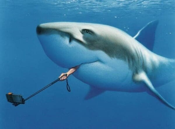 Shark Memes: 34 Fins, Grins, and Sudden Laugh Attacks