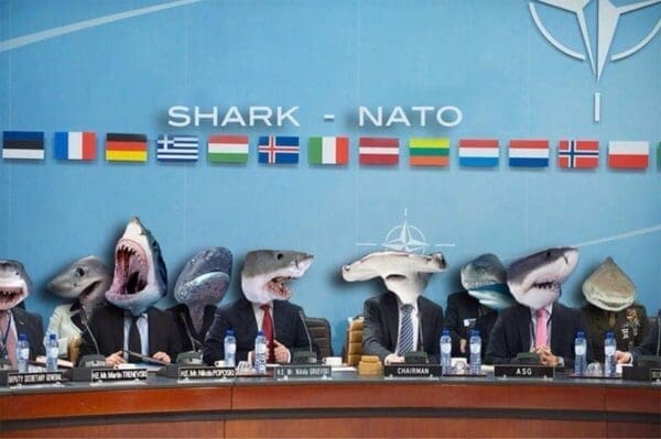 Shark Memes: 34 Fins, Grins, and Sudden Laugh Attacks