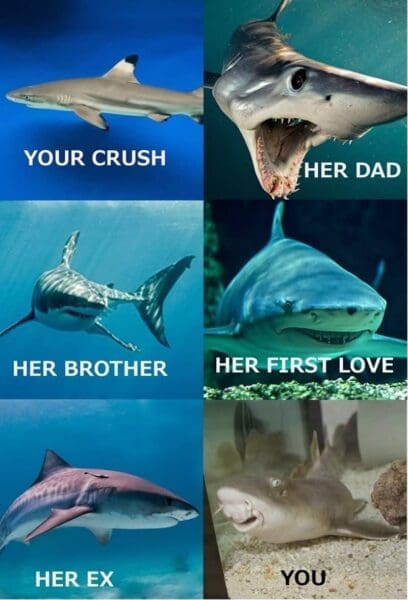 Shark Memes: 34 Fins, Grins, and Sudden Laugh Attacks