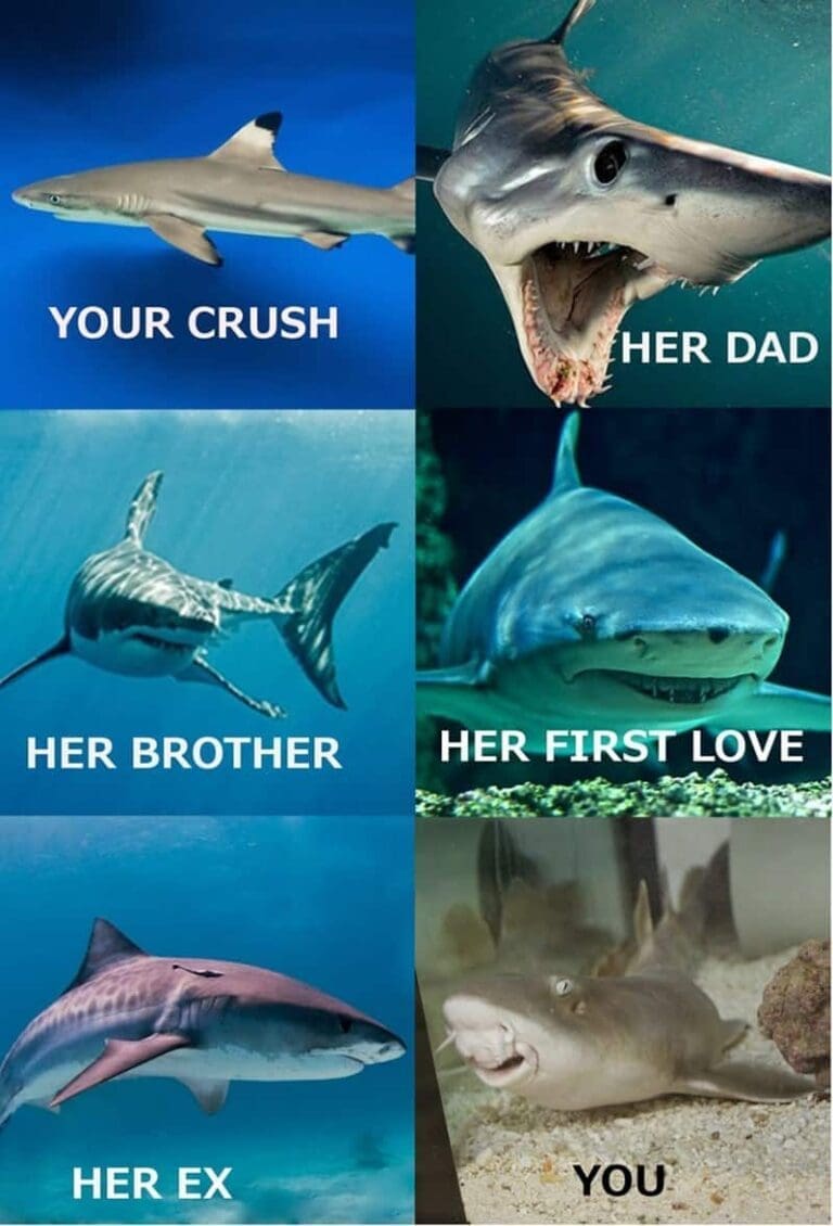 Shark Memes: 34 Fins, Grins, and Sudden Laugh Attacks